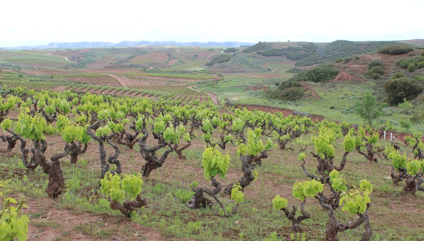 Raúl Acha: En La Rioja debemos superar la tiranía de la Tempranillo